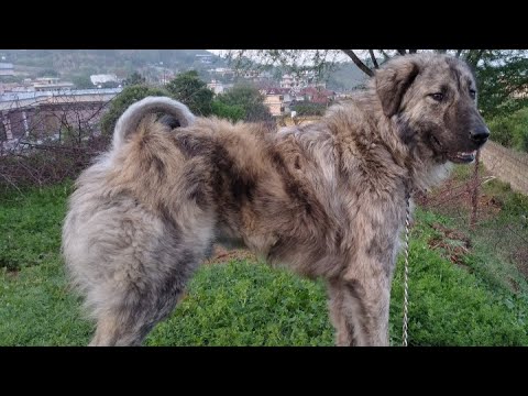 Most Beautiful Bakarwal Dog | 1 year old | Highly Aggressive Dog # ...