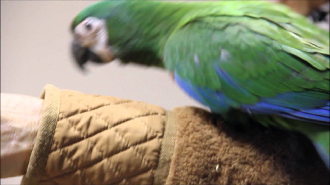 Flight training - BG macaw & Severe macaw - YouTube