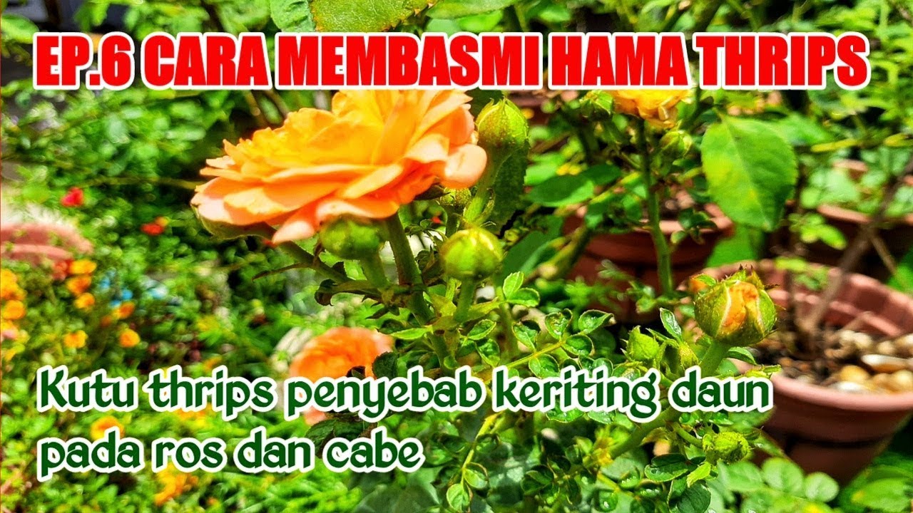 EP.6 CARA MEMBASMI HAMA THRIPS - YouTube