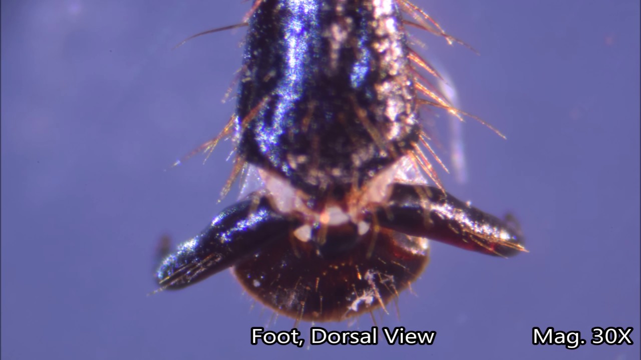 Madagascar Hissing Cockroaches under the microscope - YouTube