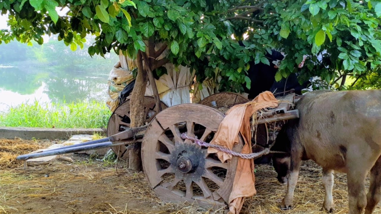 Palletooru #villagelife #peacefullife#Abbapoor //some visuals in ...