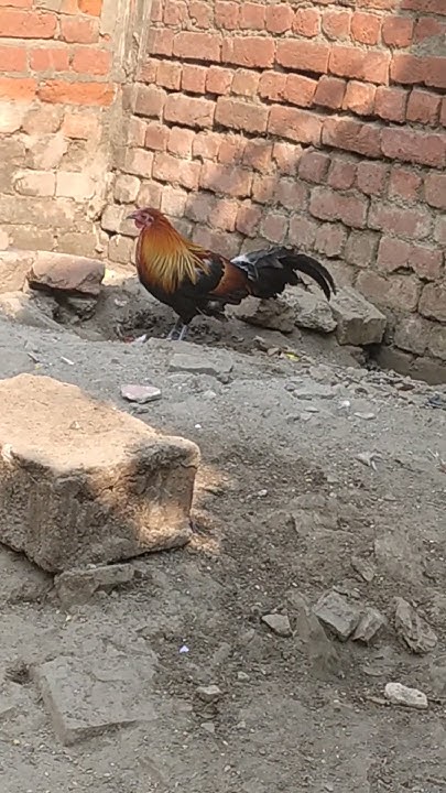 Roster of pure red jungle fowl - YouTube