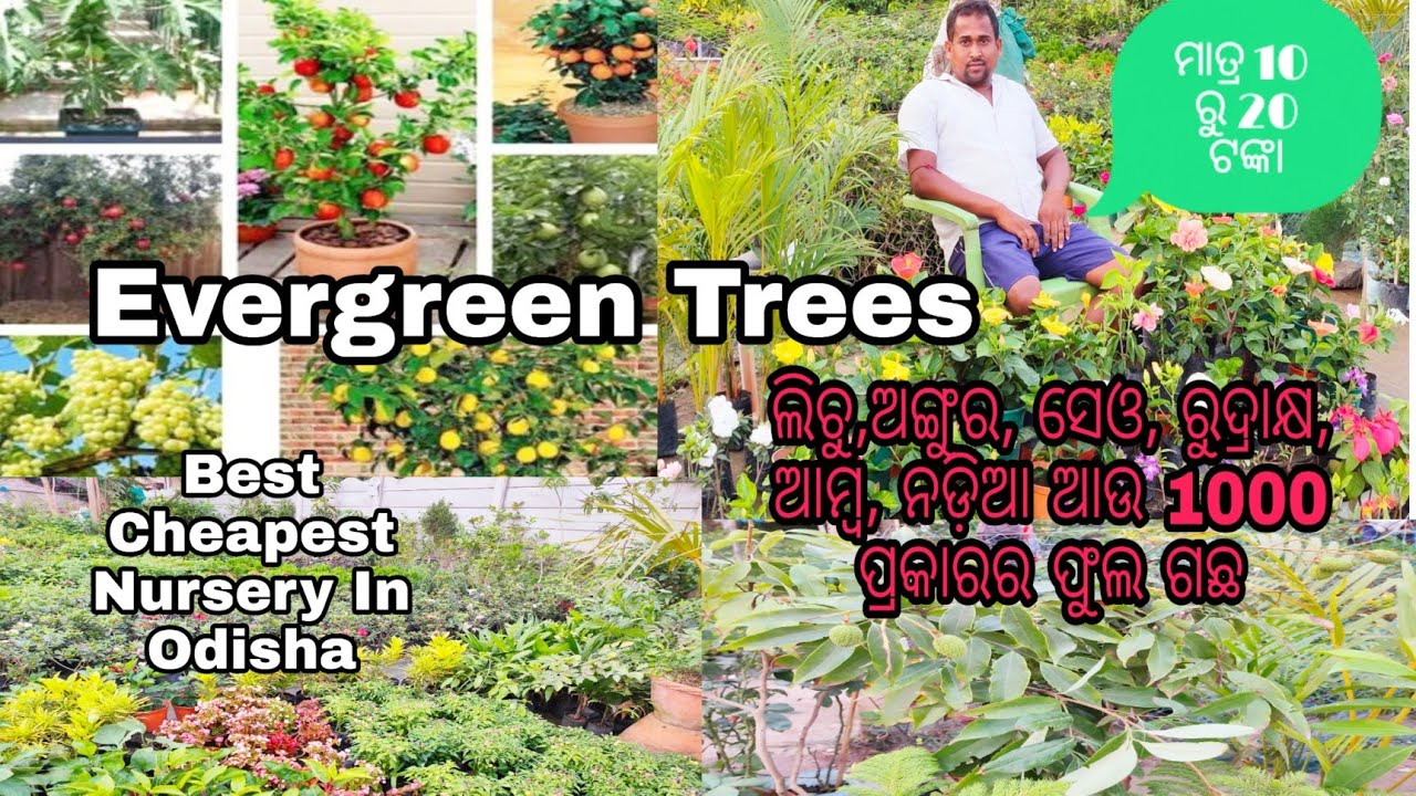 Cheapest Nursery In Baleswar Odisha | Nursery in Khaira | Best tree for ...