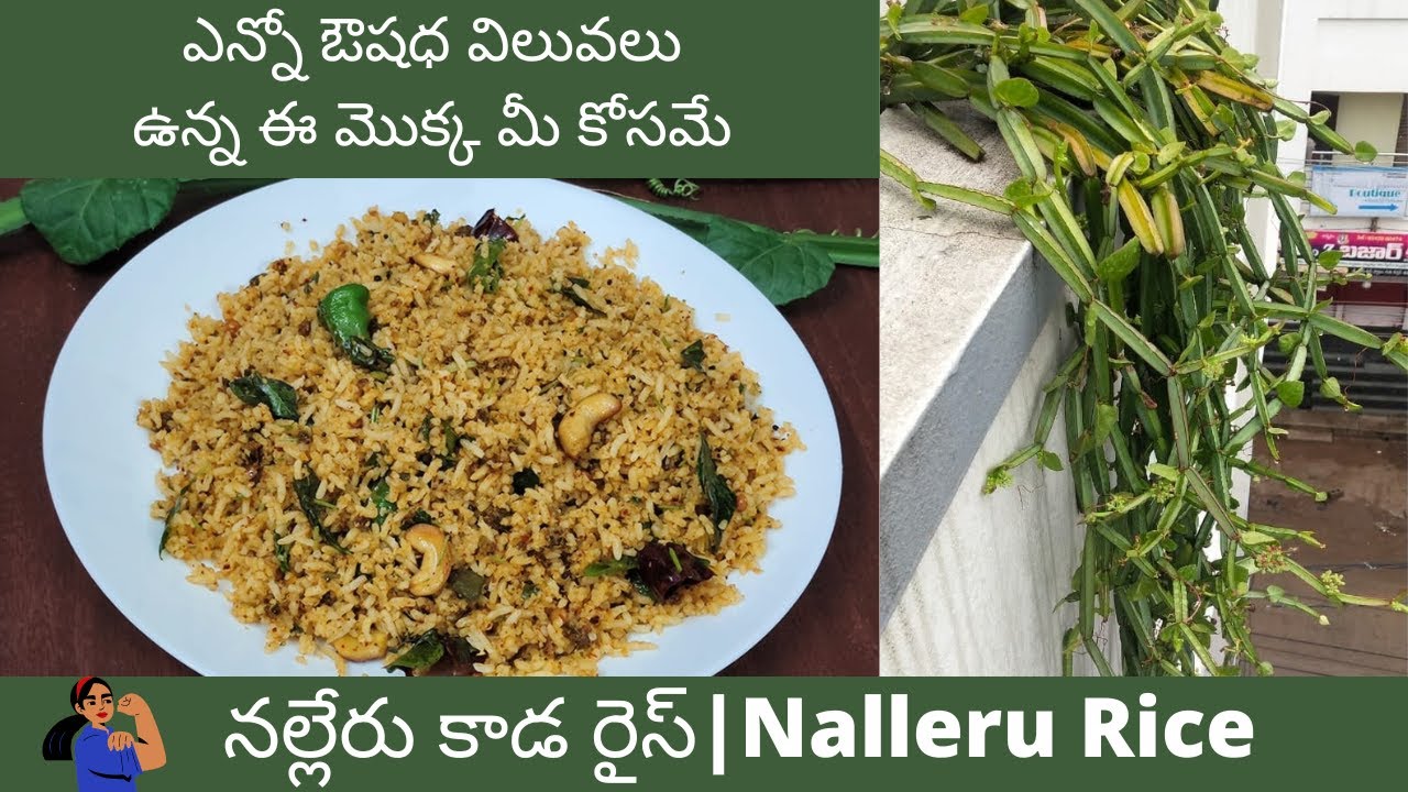 ఈ plant ని మీకే gift గా ఇచేద్దాం అనుకుంటున్నాను ...నల్లేరు కాడ రైస్ ...