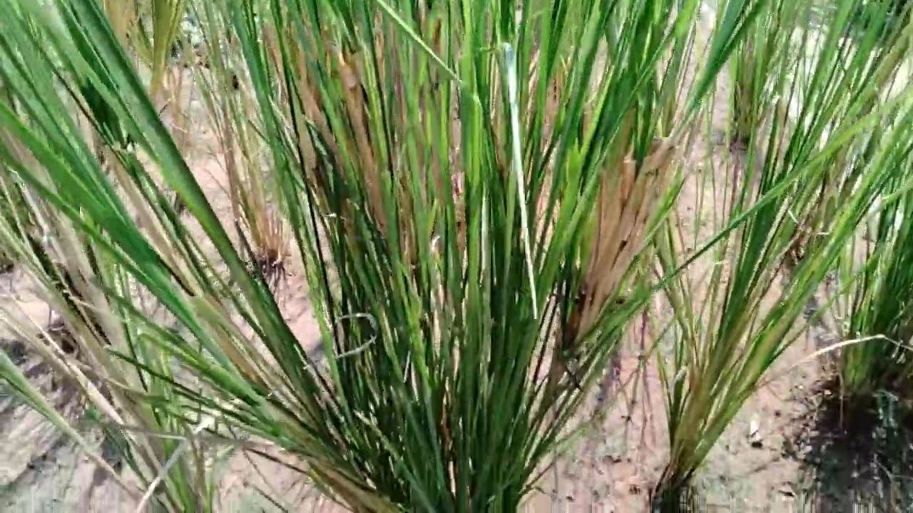 Savandara Vetiver Grass (Vetiveria zizanioides) - YouTube