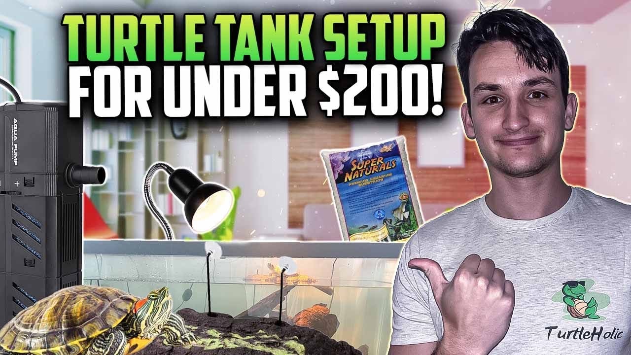 How to Set Up a CHEAP Turtle Tank for Only $200 - YouTube