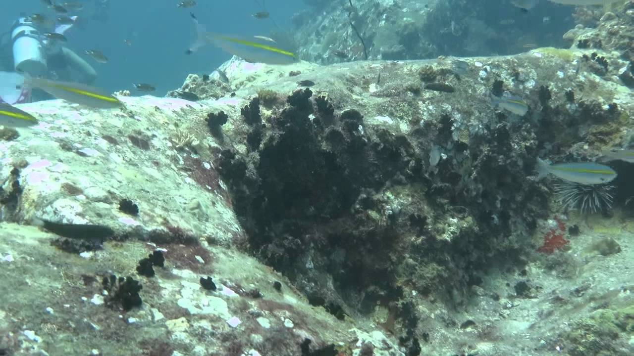 Tiger Reef Tioman Island - 30th March 2014 - YouTube