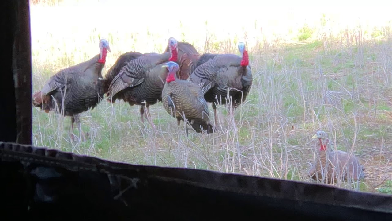 Spring turkey part 1 - YouTube