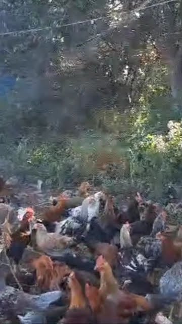 Country Chicken (Desi Murga) | Fresh & Halal | Al Madinah Fresh Meat ...