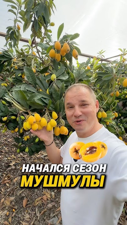 НА КИПРЕ НАЧАЛСЯ СЕЗОН МУШМУЛЫ мушмула Medlar Cyprus гидкипр