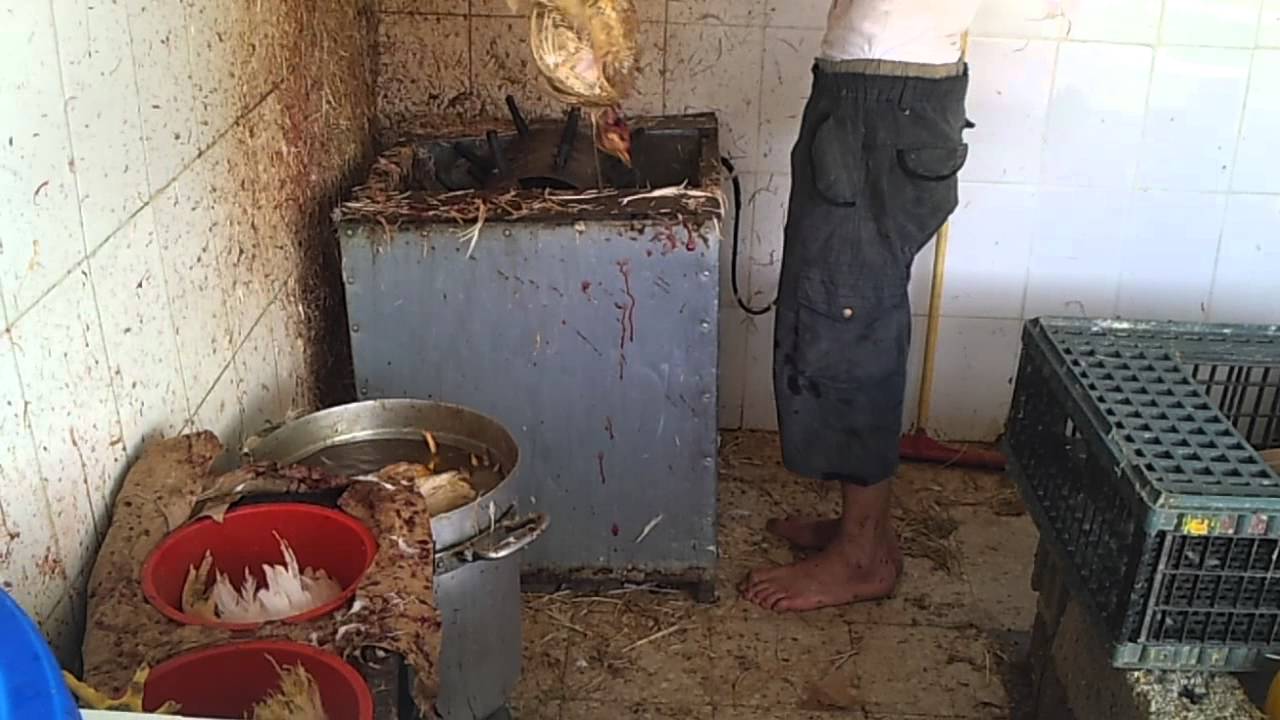 Deplumer les poulets - YouTube