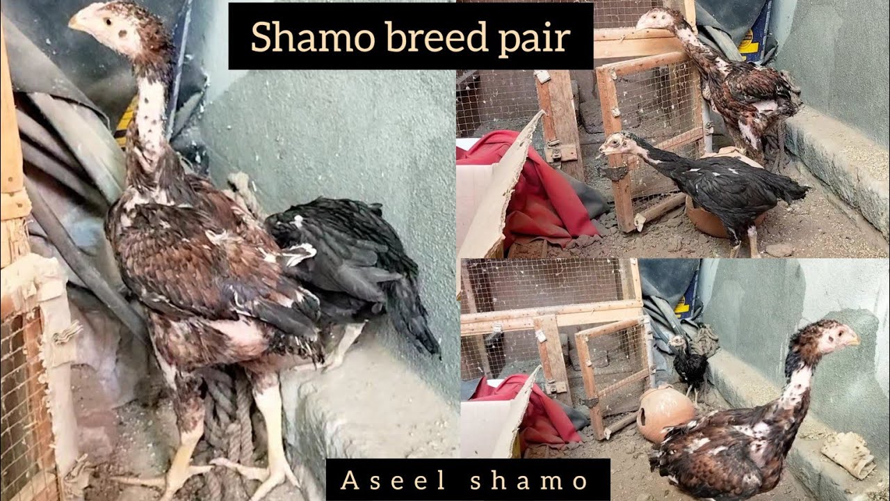 Buy shamo aseel breed pair || shamo pair || buy aseel pair 3months old ...