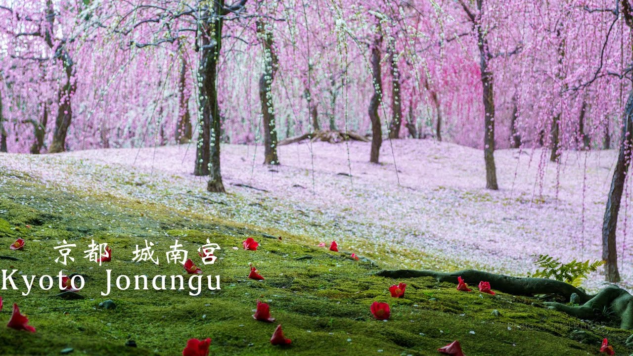 SONY A7C + SEL2860 | Weeping plums at Jonangu Shrine in Kyoto. | 京都 城南宮 ...