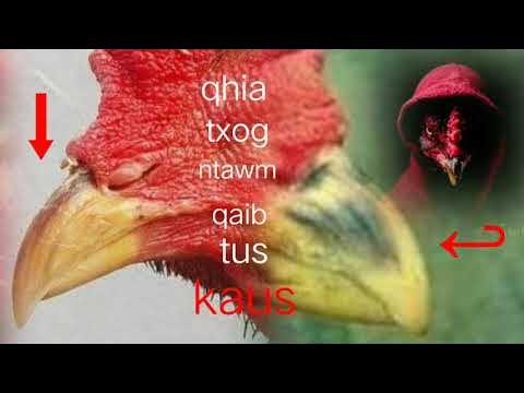 qhia txog ntawm qaib tus kaus ncauj qhov zoo & g zoo - YouTube