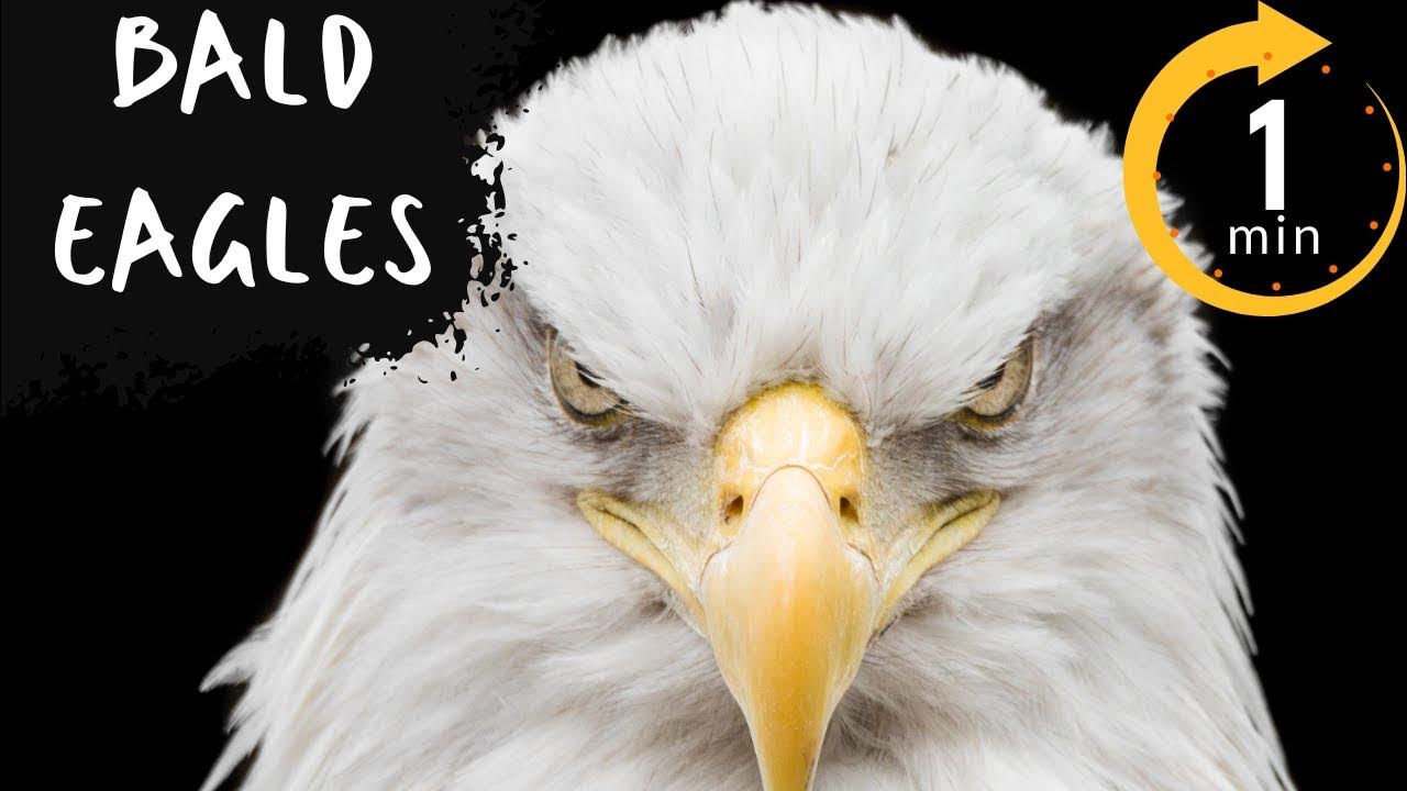 Bald Eagles: Symbols of Strength and Freedom since 1782 - YouTube