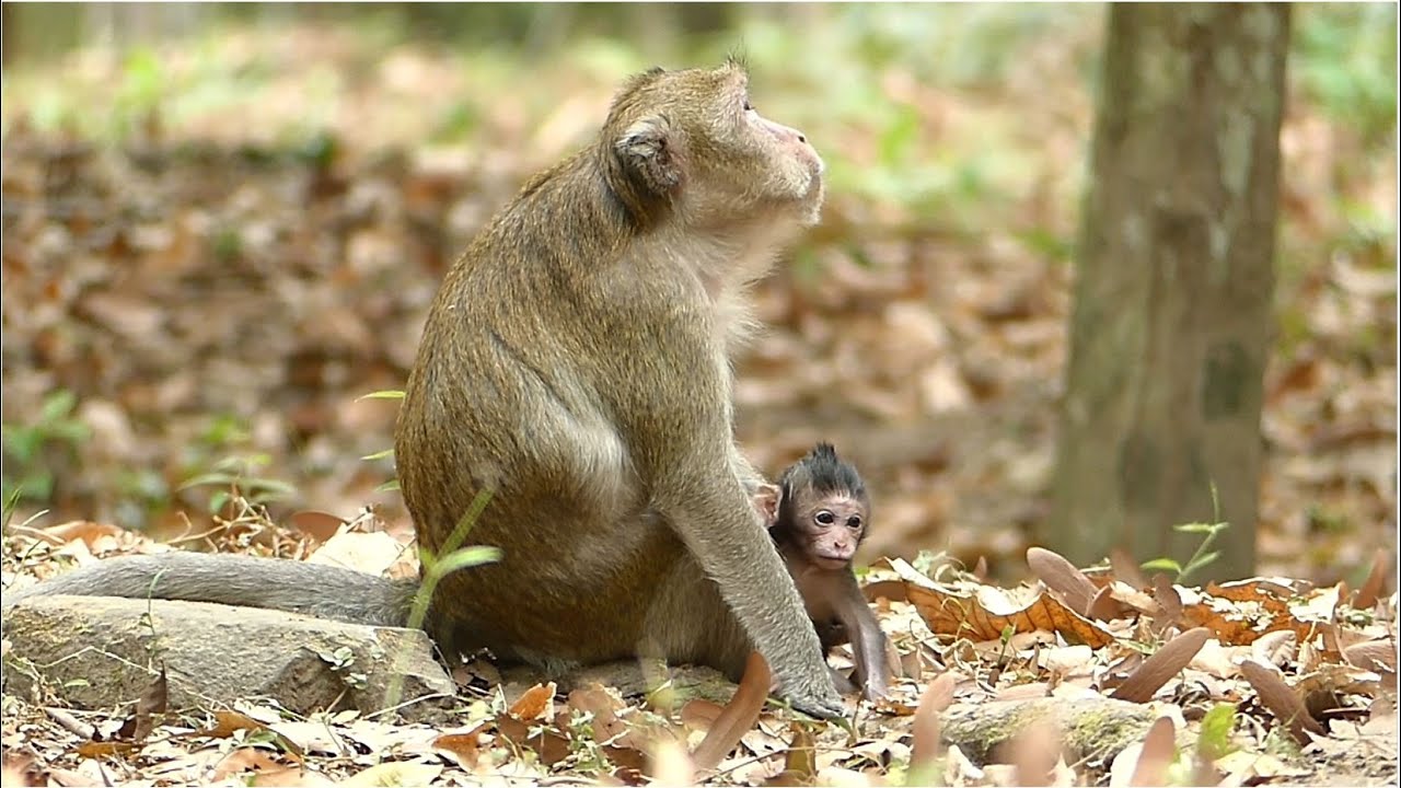 Short Update Baby Lazer With Good Condition Is Fine Stay Safe With Mom ...