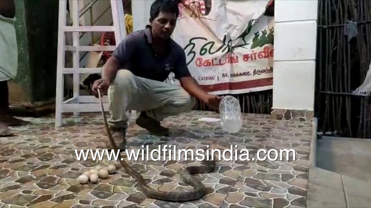 King Cobra Rescued From Home In Tamil Nadu India Venomous Snake king-cobra-rescued-from-home-in-tamil-nadu-india-venomous-snake