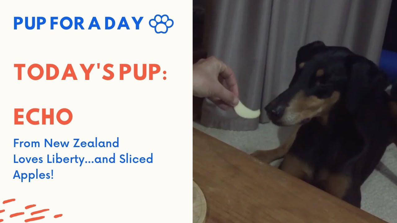Today's Pup: Echo, Dog Activist - YouTube