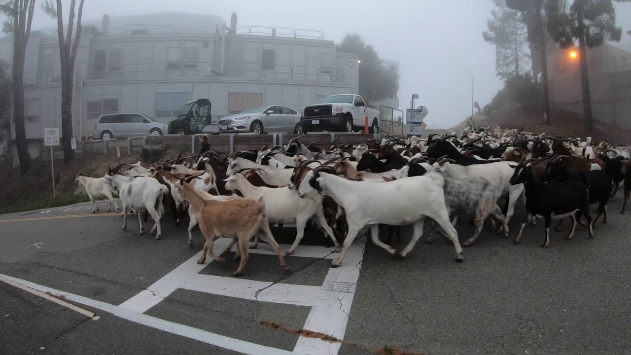 Let's Goat Going! Goats on the Run at Berkeley Lab - YouTube