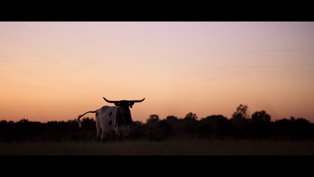 Longhorn Sunset - YouTube
