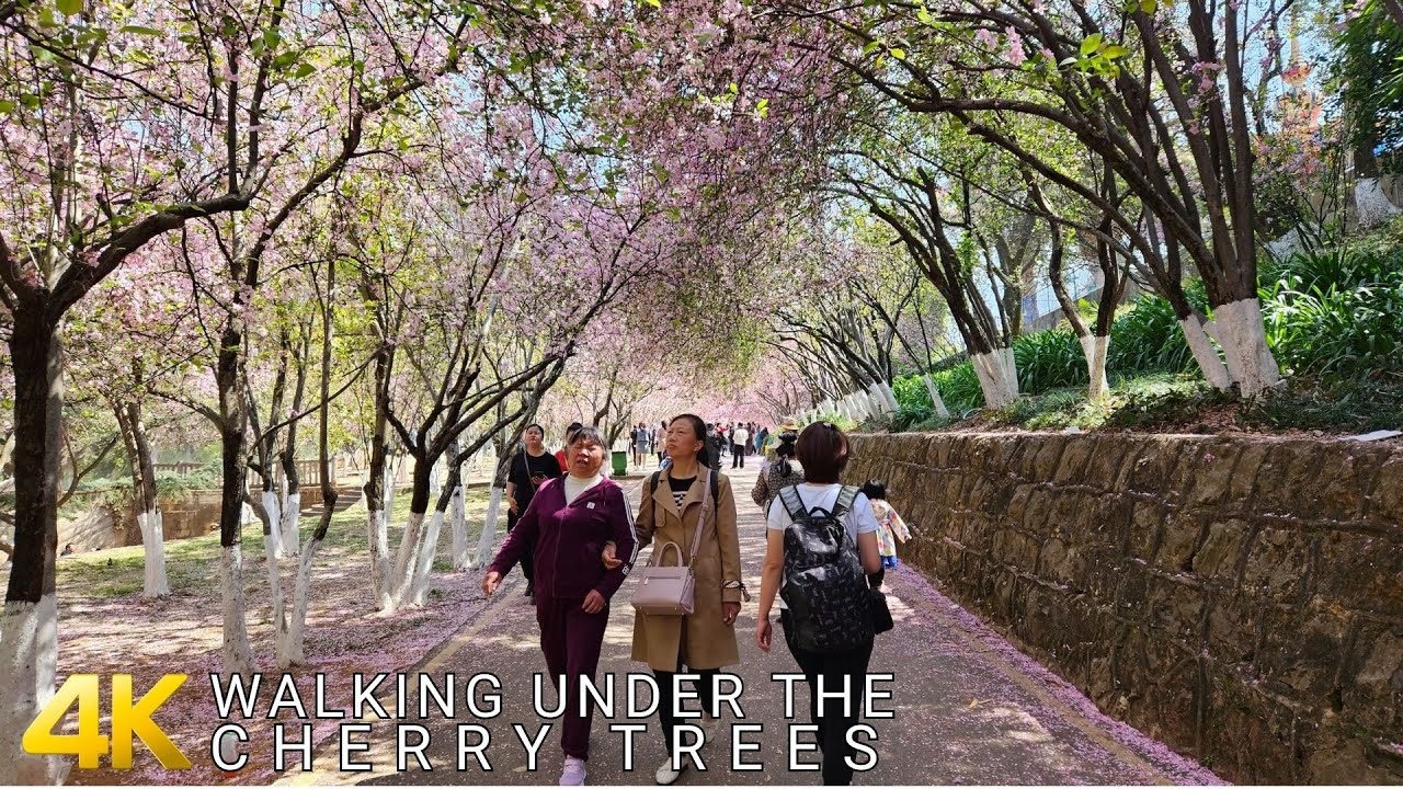4k China Walking Tour | Walking under the CHERRY TREES - YouTube
