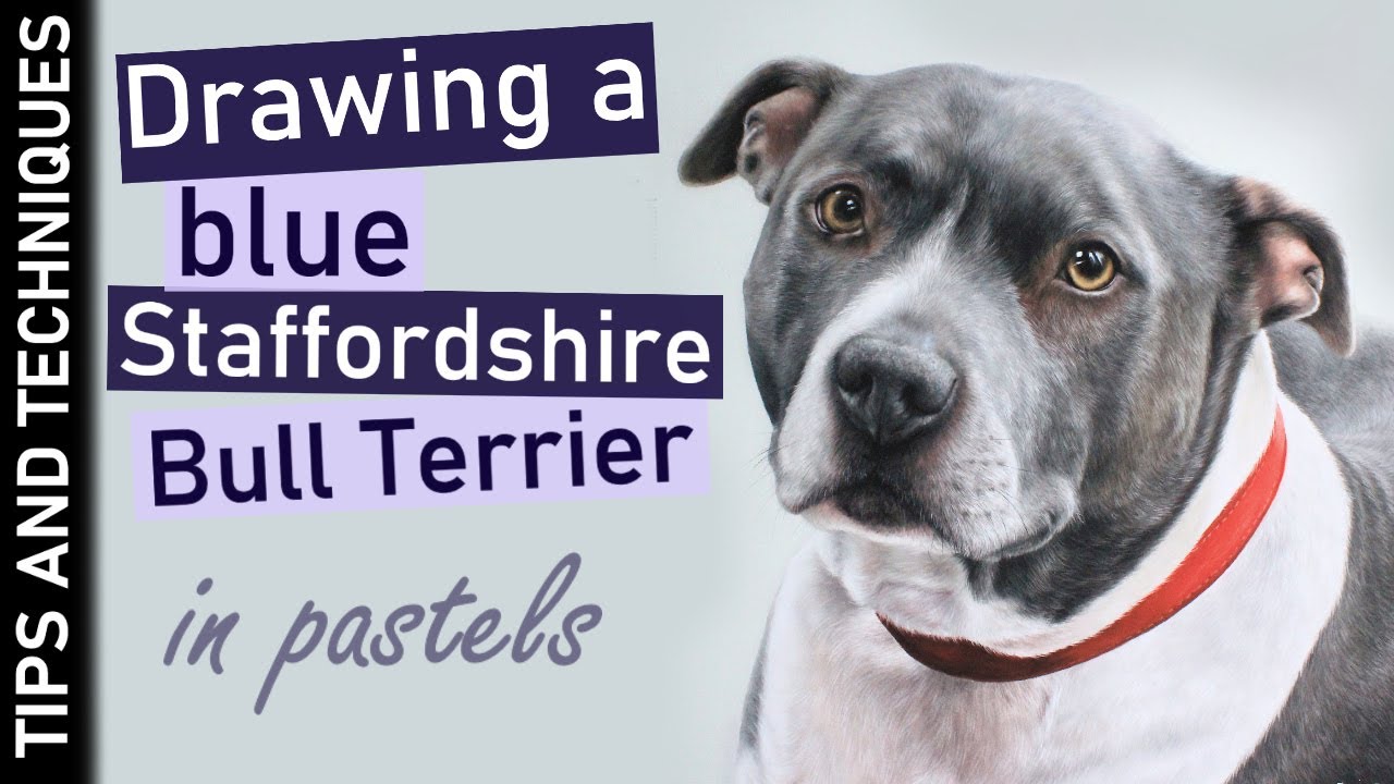 Drawing a Blue Staffordshire Bull Terrier in pastels | Tips for drawing ...