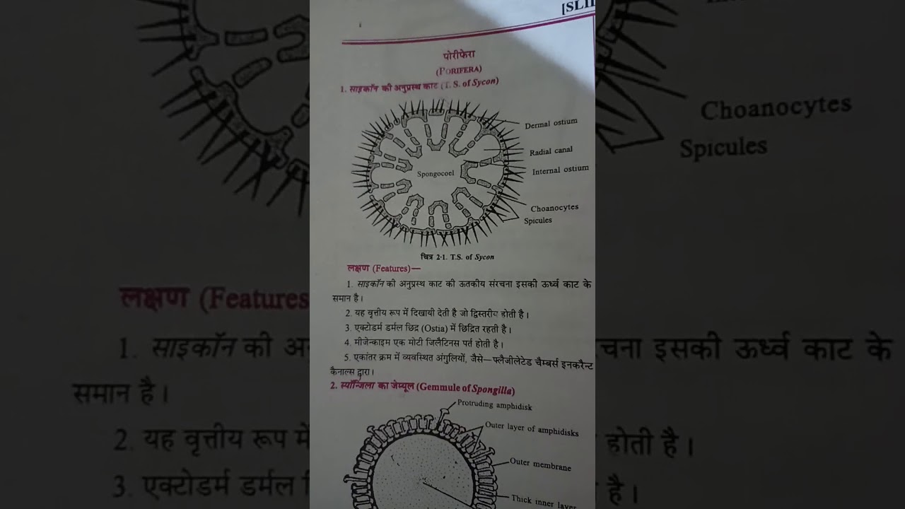 साइकान की अनुप्रस्थ काट ( T.S Of Sycon ) Bsc 1 year Zoology practical # ...