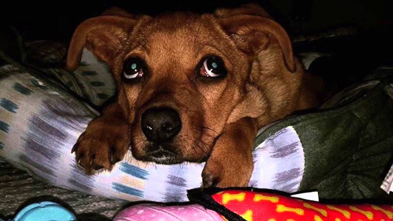 MPS VI Dogs - YouTube