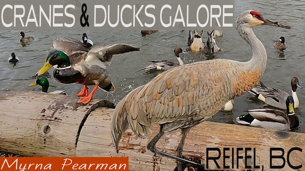 Enjoying Ducks and Cranes at the Reifel Bird Sanctuary - YouTube