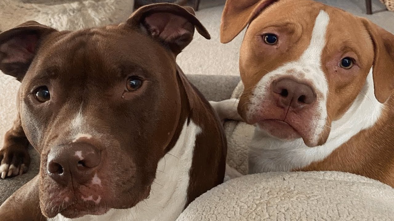 Couple adopts two shelter dogs. And now say they are their two sons ...