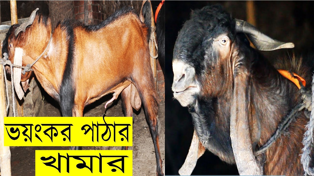 বড় বড় পাঠা দেখতে এই ভিডিওটি দেখুন।। pathar khamar ।। Goat farm in ...