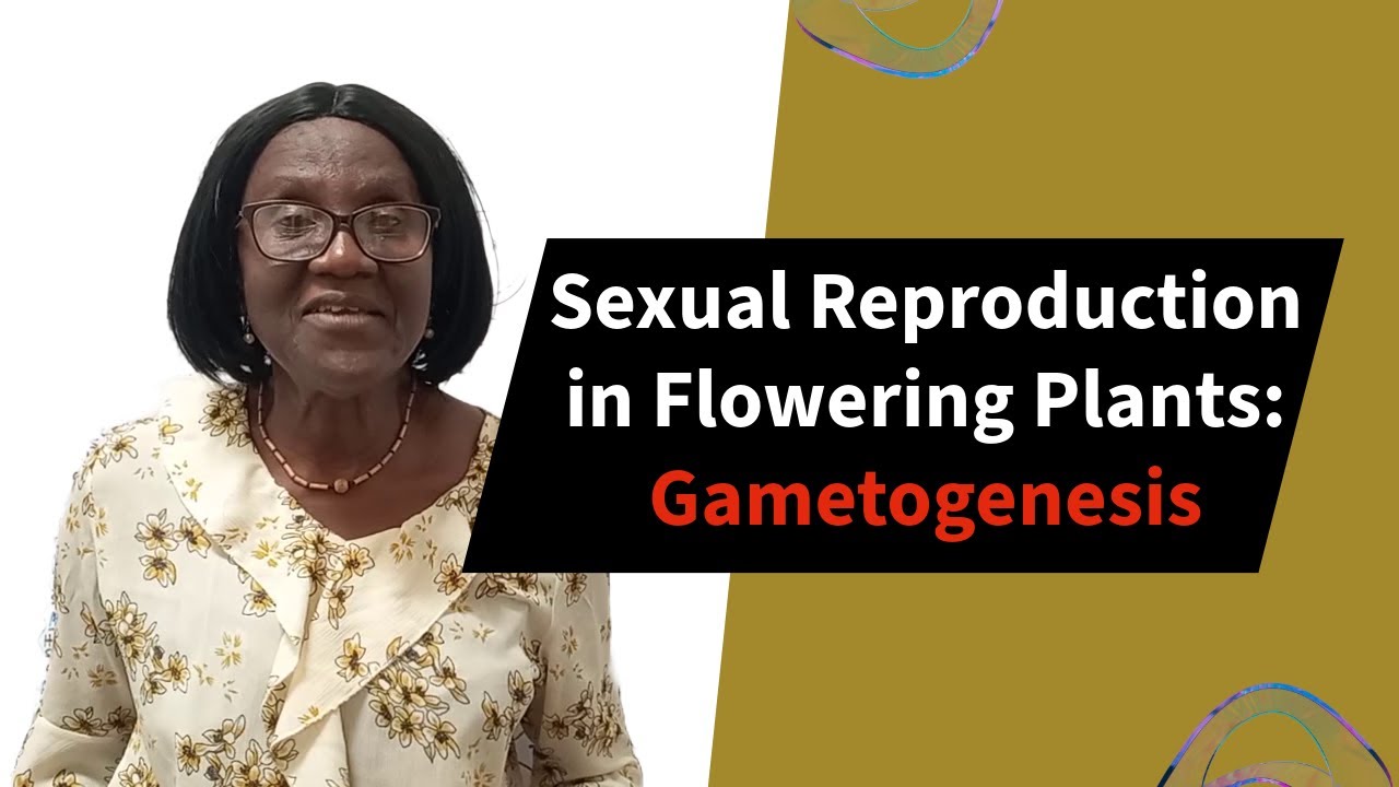 Sexual Reproduction in Flowering Plants | Gametogenesis: Developments ...