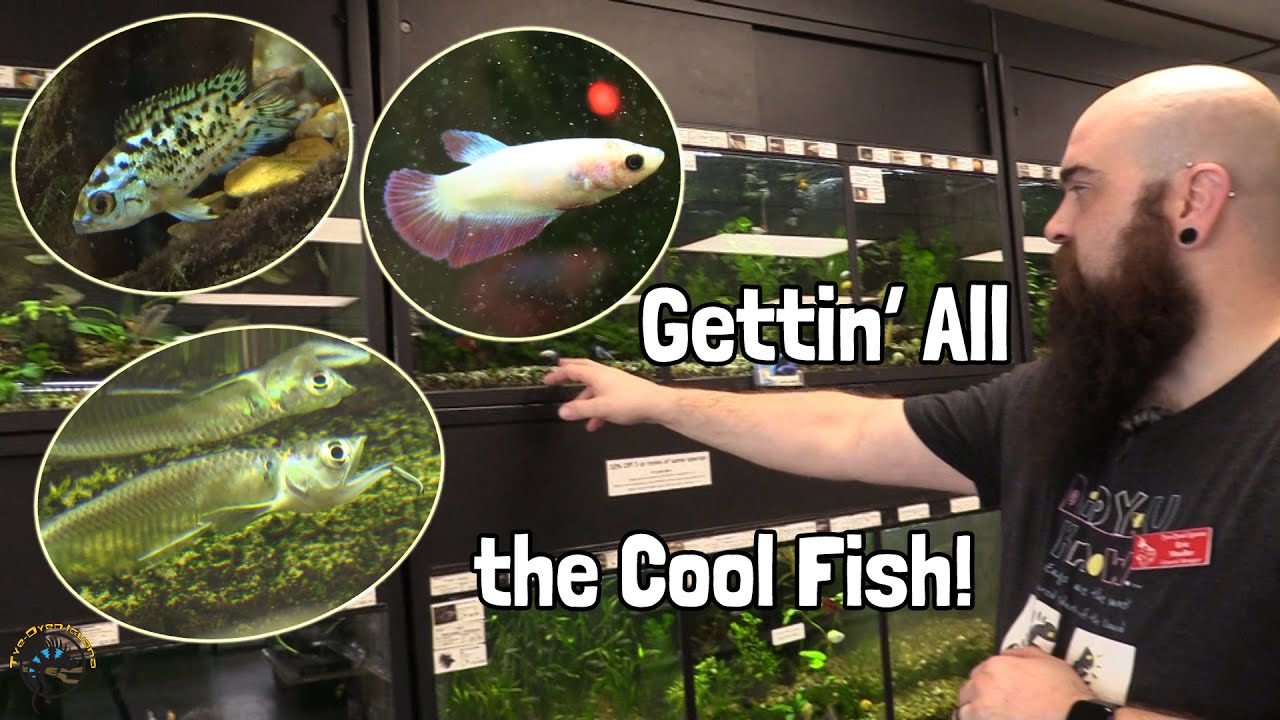 A Rocket Gar, Arowana, Knifefish, & All of Our Other Coolest Fish have ...