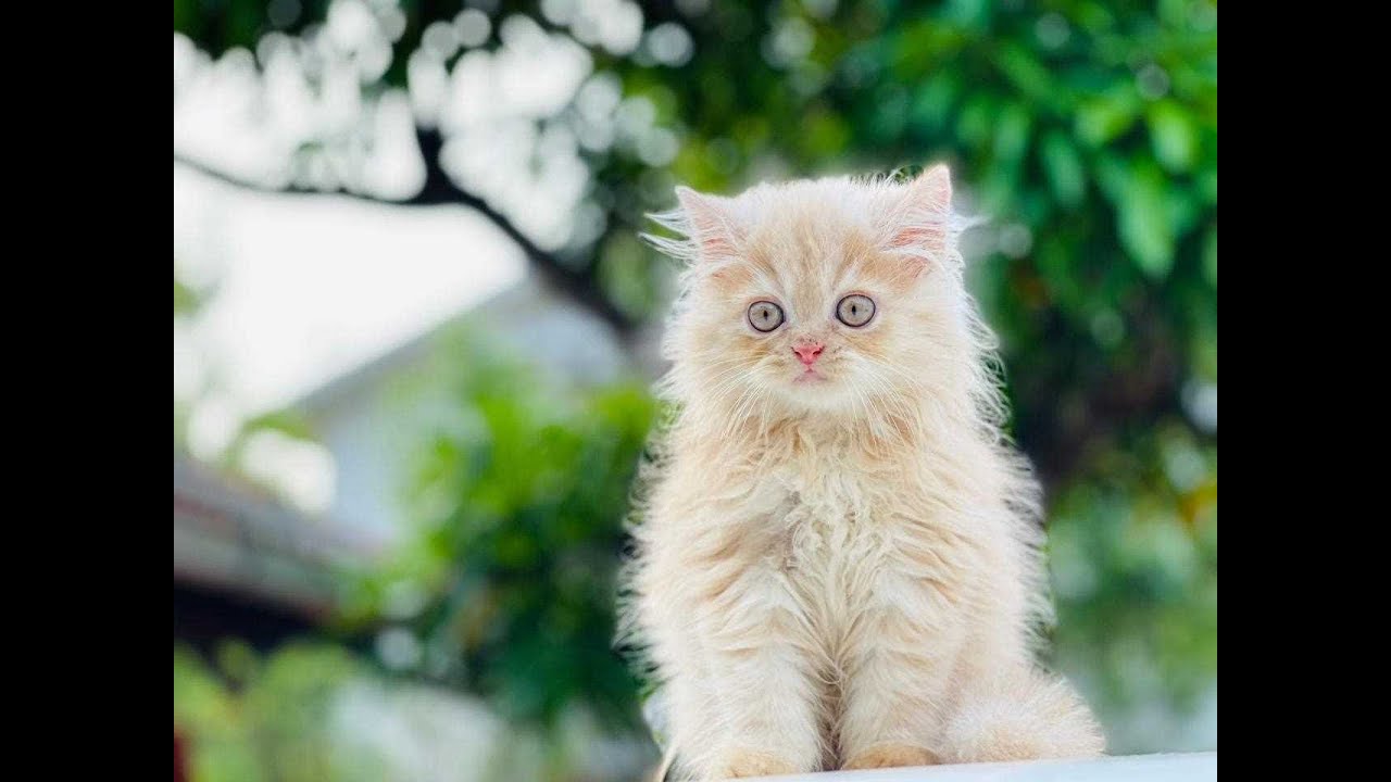 Persian Cat Information In Hindi Ep 01 Cat Information Fact By persian-cat-information-in-hindi-ep-01-cat-information-fact-by