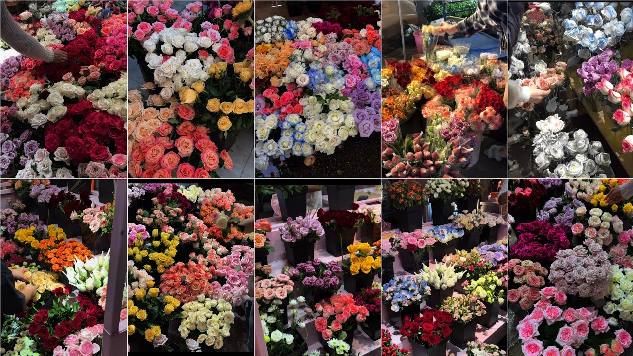 A Blooming Marvel: Roses Galore 🌹 | Dive into Floral Beauty - YouTube