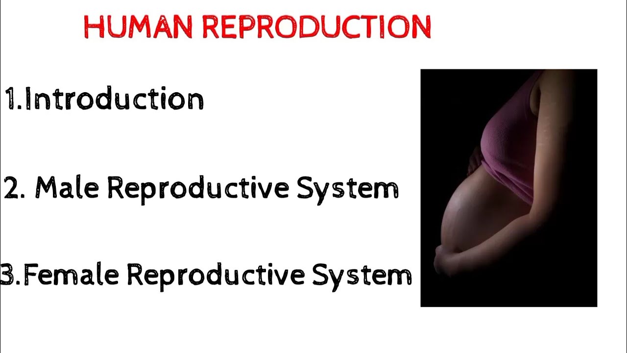 Human Reproduction Part 1 Male And Female Reproductive System