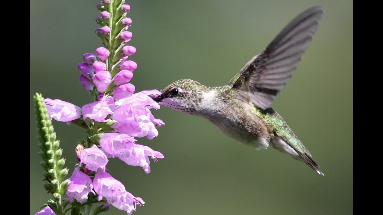 Hummingbirds - YouTube
