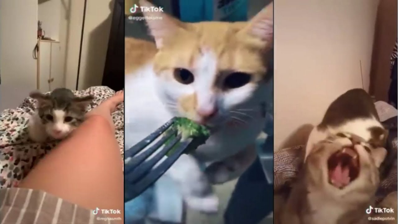 Funny Cat Memes Tik Toks Compilation ÷ Cat 2020 Memes Tiktok - YouTube