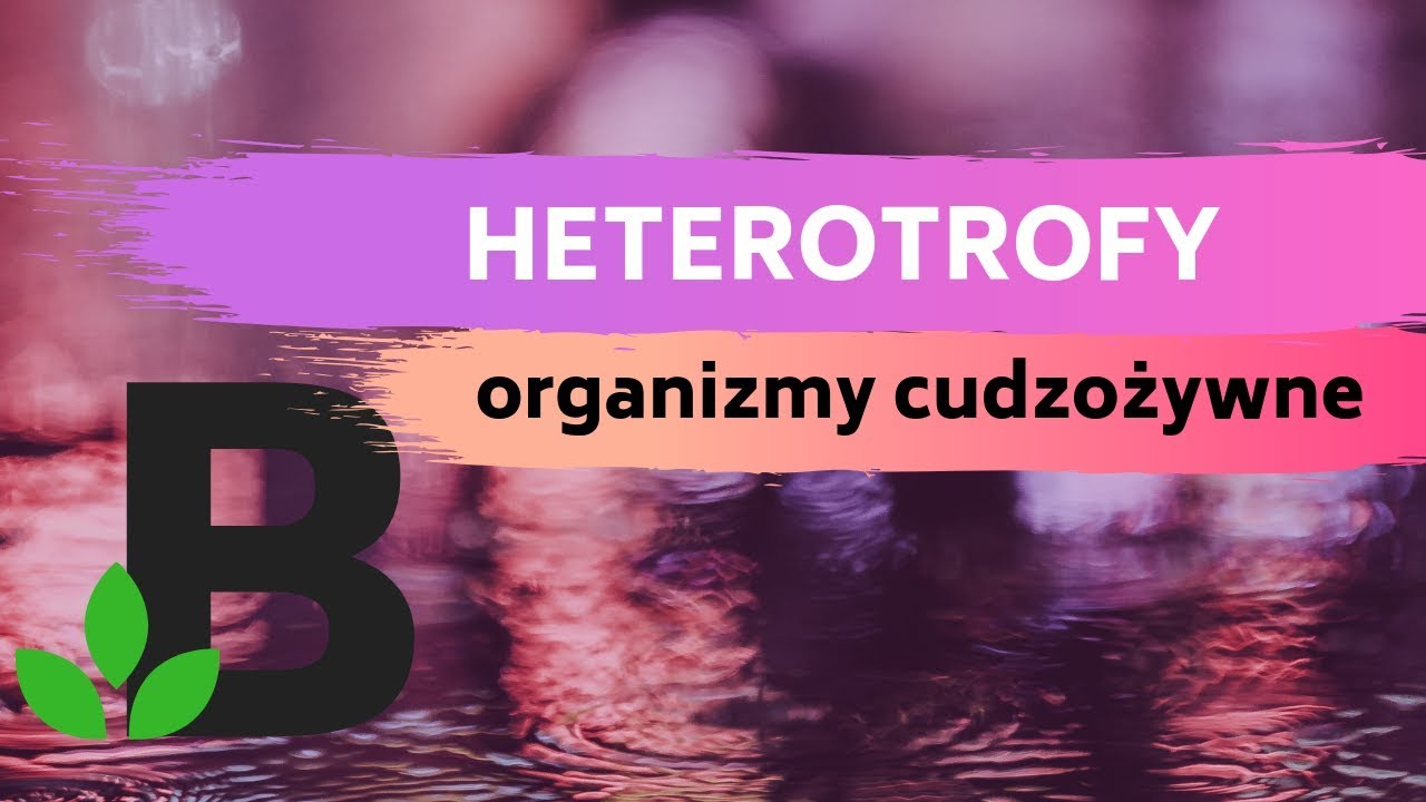 HETEROTROFY organizmy cudzożywne Podział heterotrofów - KOREPETYCJE z ...