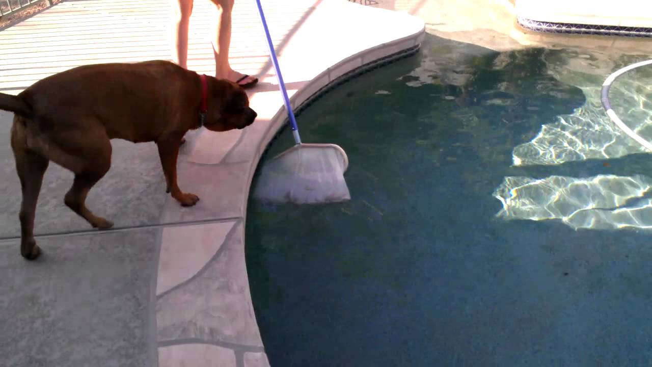 Daisey, our big brown dog barking at the pool skim - YouTube