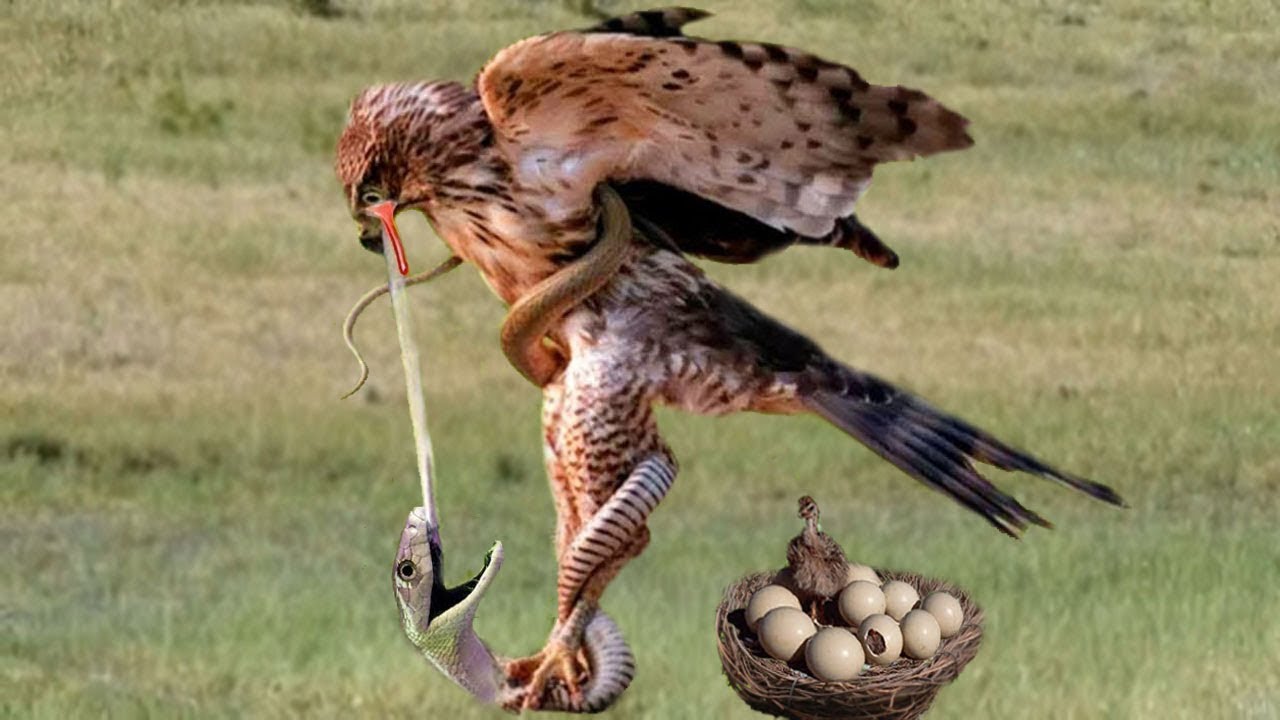 Eagles Ripping Snakes With Sharp Claws When Constantly Sprayed Powerful ...