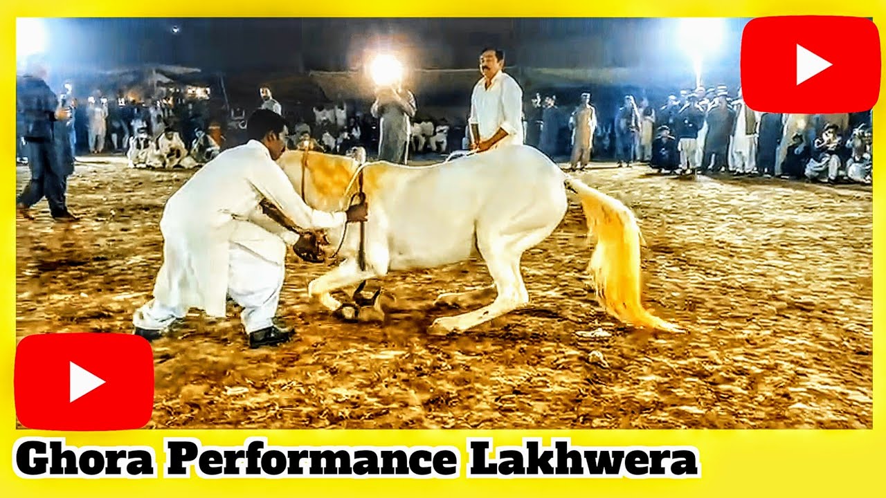 "Traditional Ghora Dance | Majestic Horse Moves to Rhythmic Beats ...