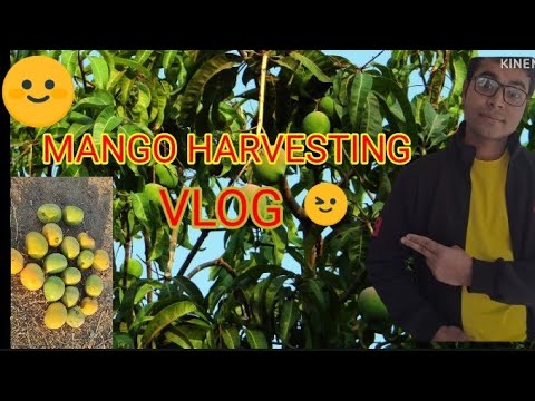 Mango 🥭 Harvesting vlog😍|Harvesting Mango in village | Mango vlog| ft premdhan - YouTube