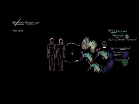 Sıtma Nasıl Önlenir? (Bulaşıcı Hastalıklar)