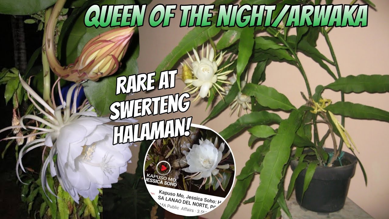 ARWAKA/QUEEN OF THE NIGHT! KAKAIBANG SIKAT AT SUWERTE NA HALAMAN? Wish Plant|Erna Macog - YouTube