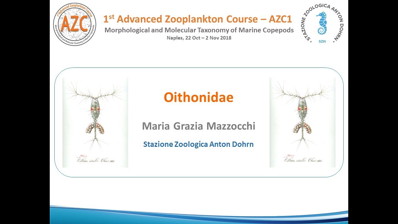 Zooplankton Taxonomy Zooplankton Creature Feature