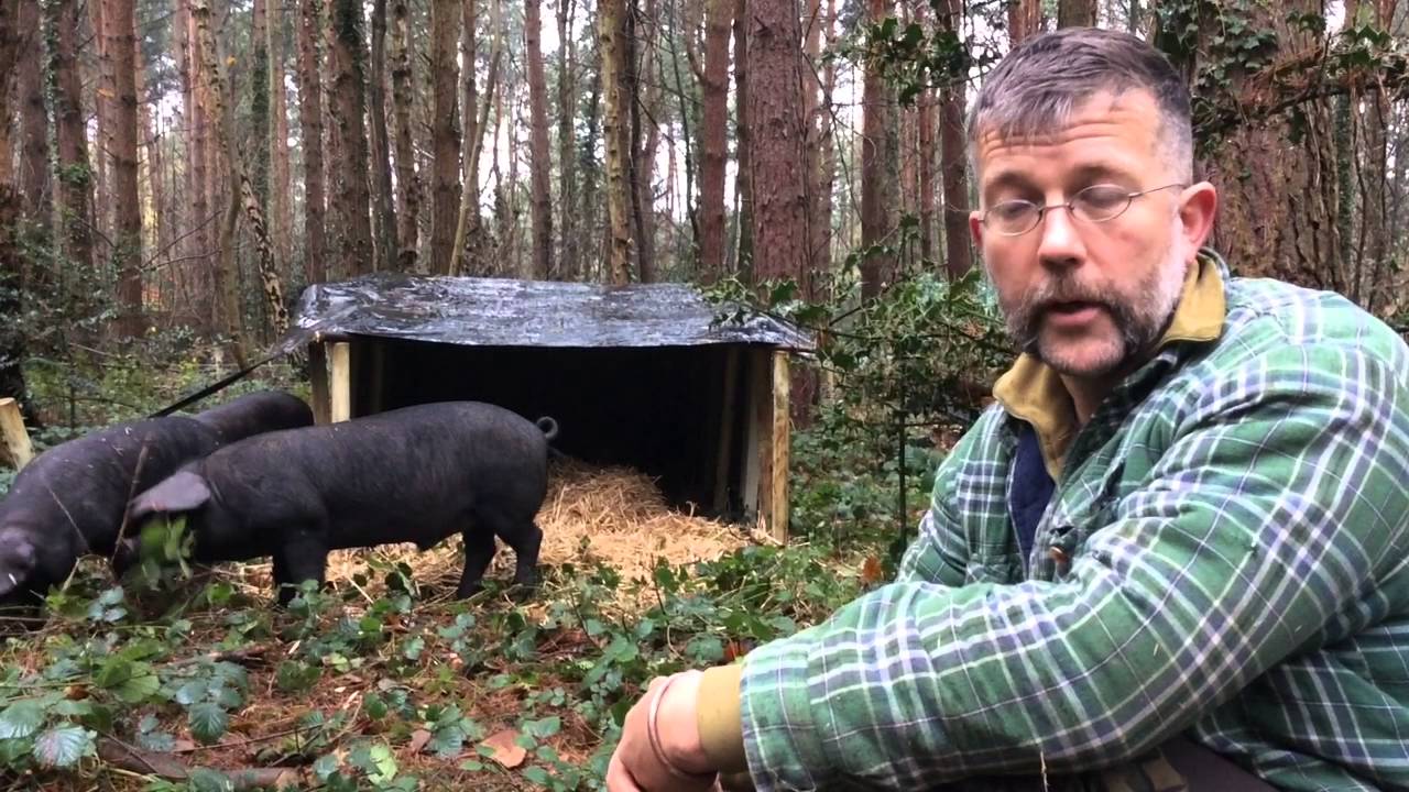 Interview with Mark Tasker, Owner of the Large Black Pigs - YouTube