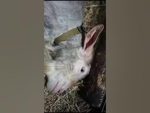 Гоше нужна помощь 🙏 Был спасен от забоя. Он получил рану от рога ...
