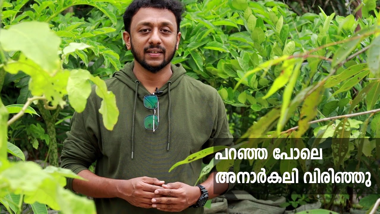 പറഞ്ഞ പോലെ അനാർക്കലി വിരിഞ്ഞു | Tricks by Fazil Basheer - YouTube