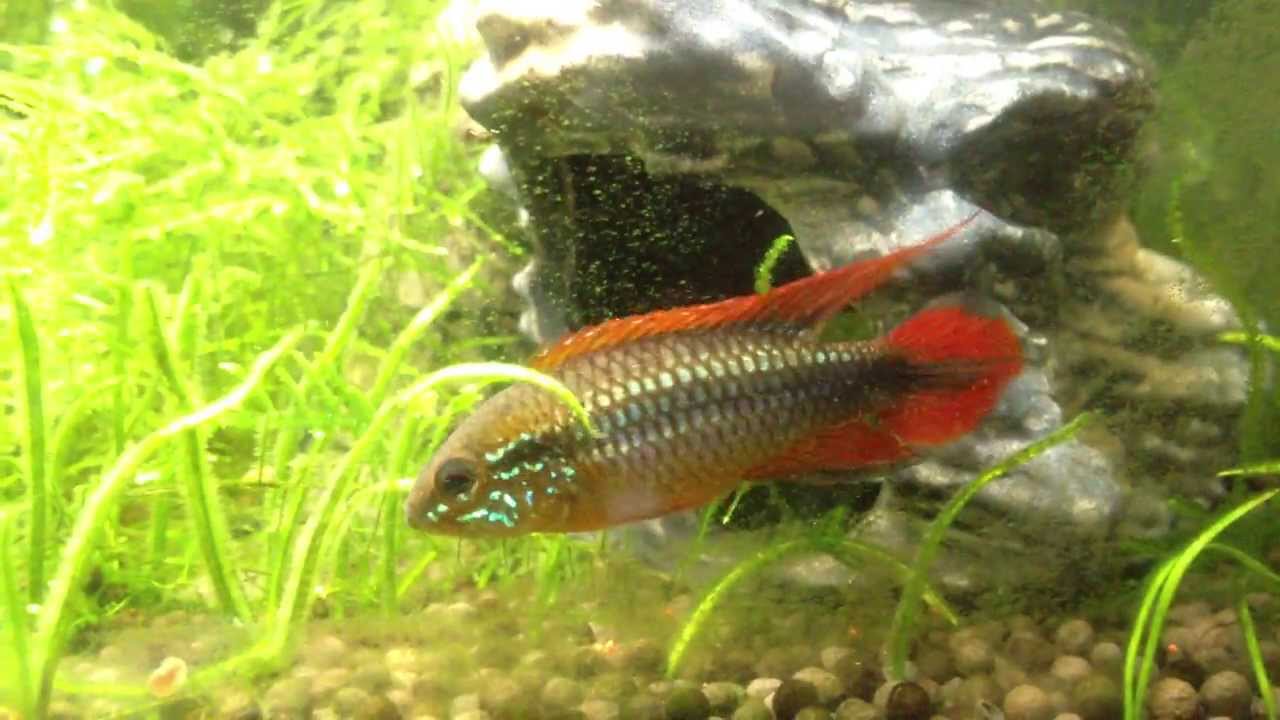 Two pairs of Apistogramma agassizii "double red" - YouTube